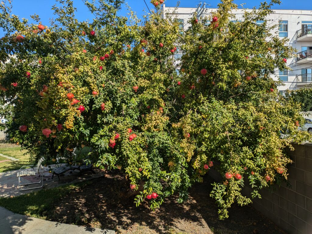 tree | Franciscan Mission Service