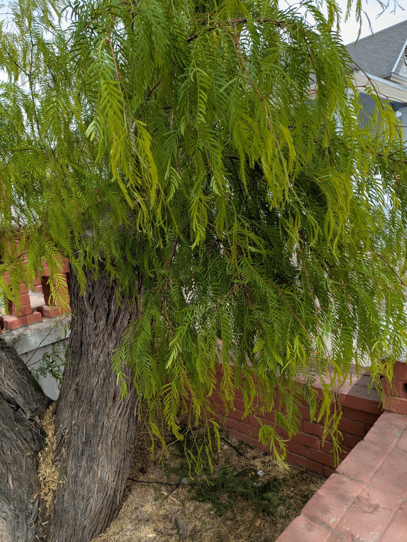 Mesquite Tree | Franciscan Mission Service